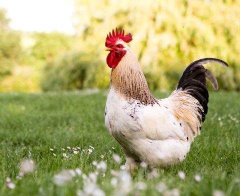 Bachoco USA | Quality Chicken Products